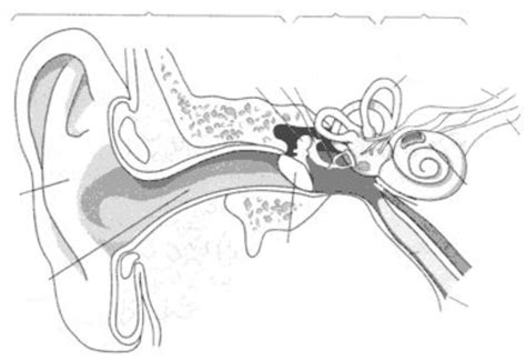 Human Ear Diagram Unlabelled