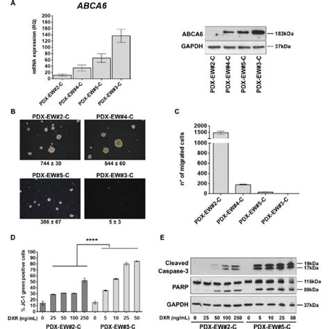 Expression Of Abca6 Influences Malignancy And Chemosensitivity Of Ews