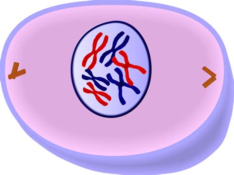 Spectacular Tips About How To Draw Interphase Strangertourist2