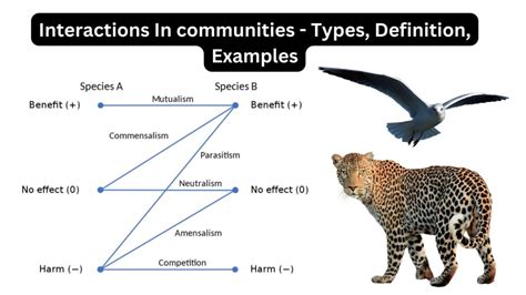 Predation Definition Types Examples Biology Notes Online