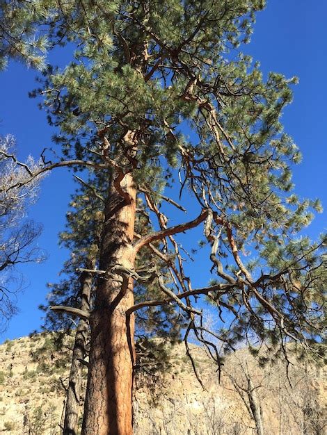 Pinyon Tree Images Free Download On Freepik