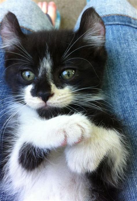 Pin By Cat Lover On Kittens Pretty Cats Baby Cats Cute Cats