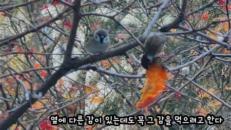 조류까치물까치참새직박구리의 감 먹빵 Youtube