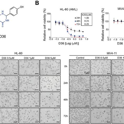 D36 Suppresses The Aml Cells Growth In Mouse Xenograft A Timeline Of