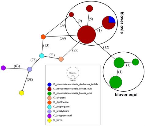 Isolation And Molecular Characterization Of Corynebacterium