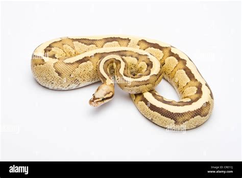 Royal Python Python Regius Vanilla Cream Male Reptile Breeder Willi Obermayer Austria