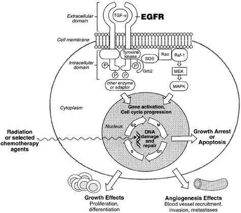 Simplified Schematic Illustration Of The Egfr System Depicting Egfr