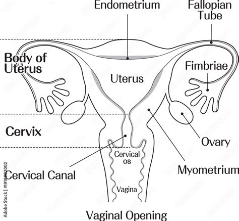 Stock Vektorgrafik „uterus Anatomy Diagram With Cervix Ovaries And