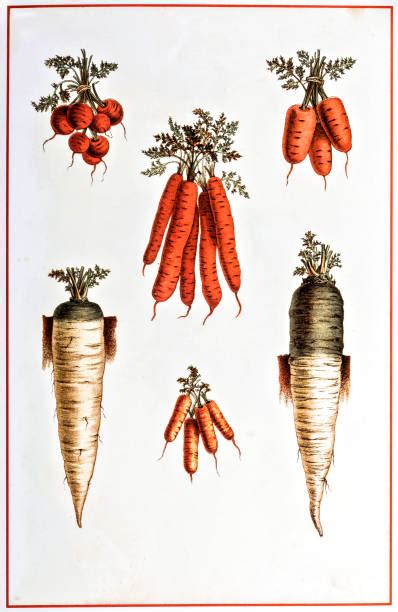 Best Parsnip Illustrations Royalty Free Vector Graphics And Clip Art Istock Best Parsnip Illustrations Royalty Free Vector Graphics And Clip Art Istock