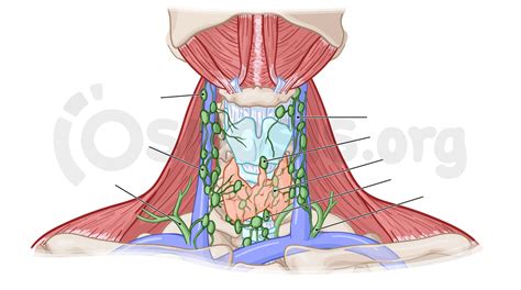 Swollen Occipital Lymph Node