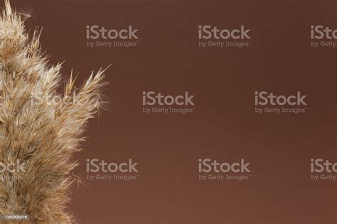 프레임 가장자리가있는 갈색 배경에 말린 꽃의 푹신한 가지 부드러운 톤으로 사진 Backgroundidea 텍스트 디자인 템플릿을