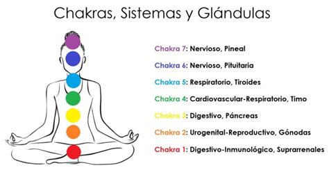 Una Planta Medicinal Para Cada Chakra Tollán Herbolaria