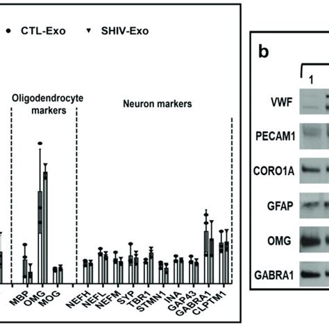 Relative Abundance Of Cns Cell Markers In Circulating Plasma Exosomes Download Scientific