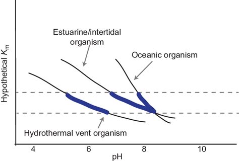 Hypothetical Data Of Enzyme Substrate Binding Affinity K M From