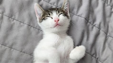 고양이가 좋아하는 음악 스트레스 해소 음악 고양이 힐링음악 편안한 음악 Relaxing Music For Cats Youtube