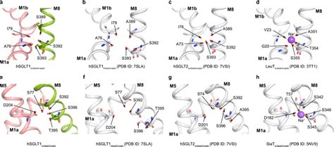 Putative Sodium Binding Sites Of Hsglt1 A Putative Sodium Binding Site