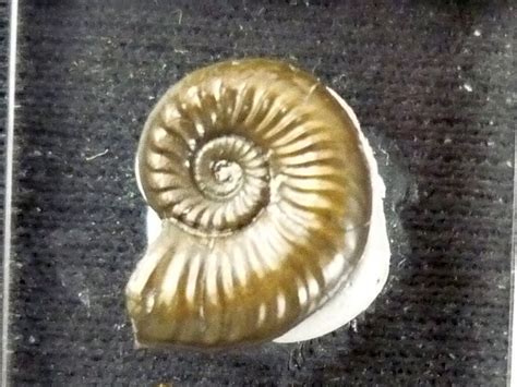 Eye Candy For Your Wallet Dave S Rock Shop General Fossil Discussion The Fossil Forum