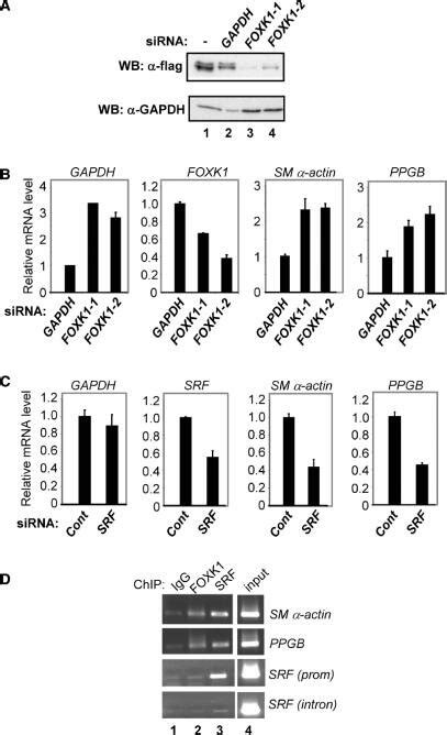 Foxk1 And Srf Control Sm α Actin Expression A Western Analysis Of