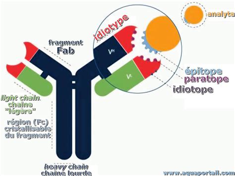 Fragment Fab Définition Et Explications