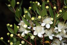 Plant Compounds Of Myrtus Communis Myrtales Myrtaceae Myrtle