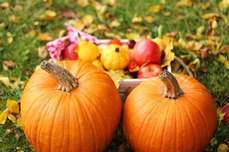 가 추수입니다 가 풍부입니다 두 개의 큰 호박 사과 Physalis 밤과 노란색 상자는 따뜻한 햇빛에 나뭇잎 따뜻한 색조에가 분위기입니다 10월에 대한 스톡 사진 및 기타