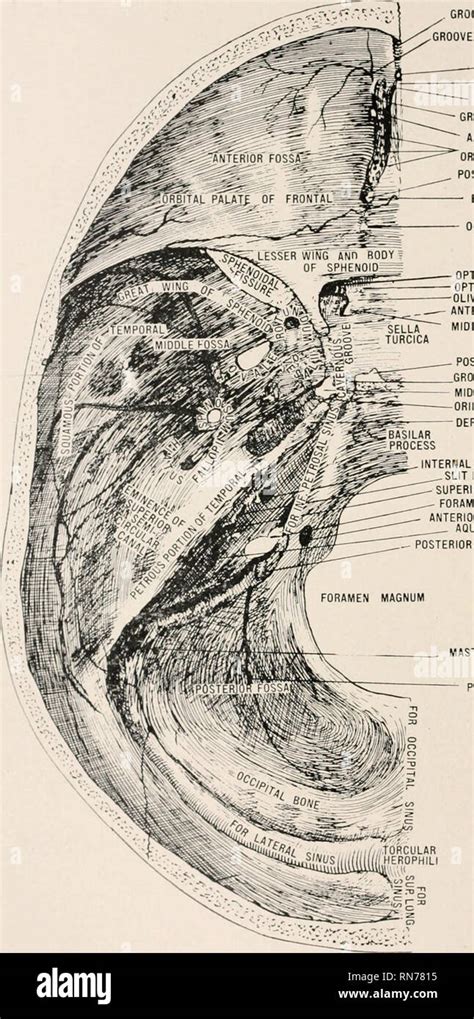 Middle Clinoid Process