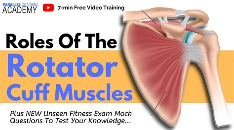 Rotator Cuff Questions At Susan Keefe Blog