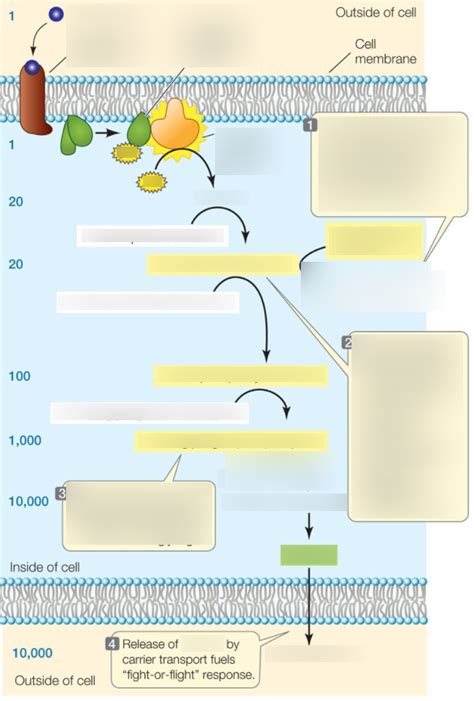Camp Liver Pathway Diagram Quizlet