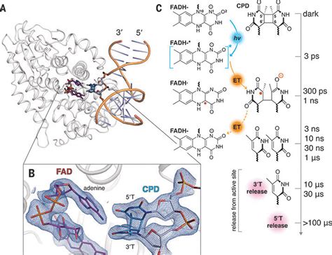 Time Resolved Crystallography Captures Light Driven Dna Repair Nils Huse