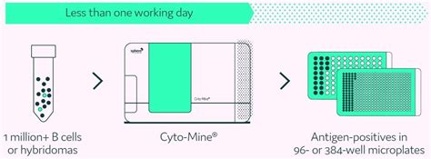 Introducing A High Throughput Method For Identifying Rare Cells From B Cell Repertoires And