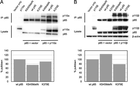 Cancer-derived mutations in the regulatory subunit p85α of ...