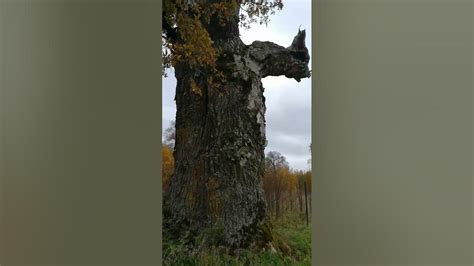 Dižozols Ēdoles Pagastā Youtube