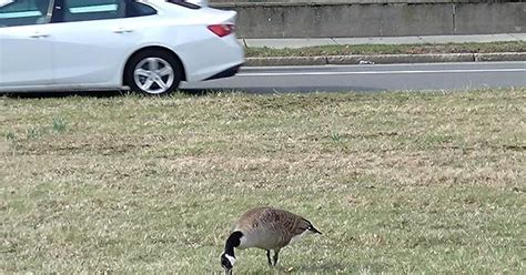 For The Birds Not A Photographer Or Bird Guy But Anyway Album On Imgur