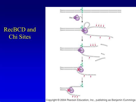 Ppt Chapter 10 Powerpoint Presentation Free Download Id4367599
