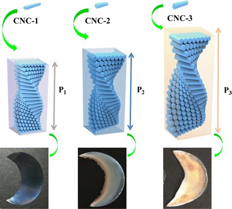 Possible Schematic Illustration Of The Structure Color Of Cnc Films