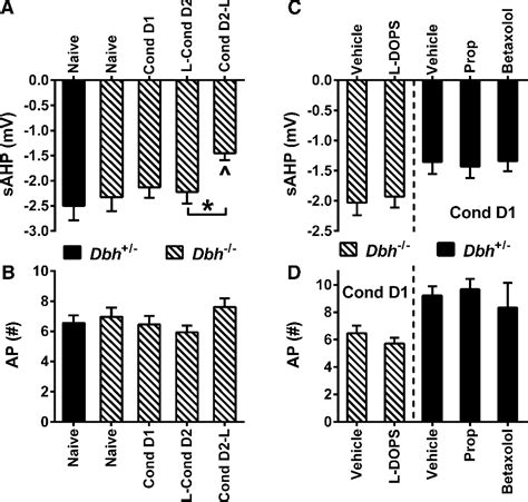 Figure 1 From The Slow Afterhyperpolarization A Target Of β1 Adrenergic Signaling In