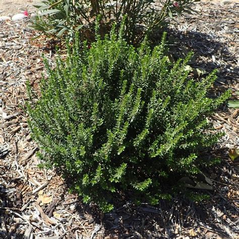 Myrtus Communis Hedge