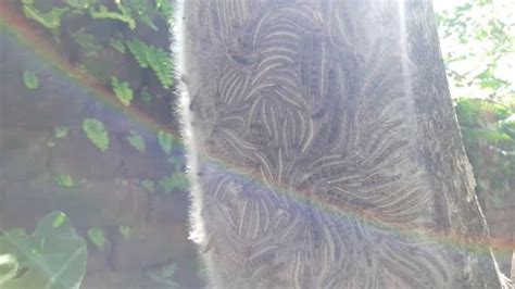 Gypsy Moth Lymantria Dispar Stock Video Pond