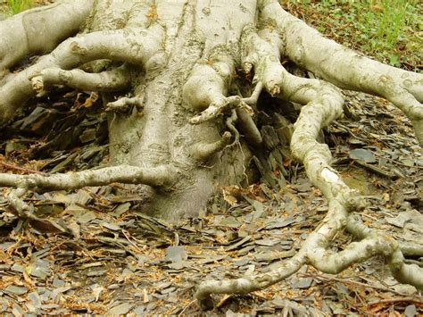 Tree Anatomy 2 Free Photo Download Freeimages