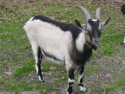 Alpine Goat Roys Farm