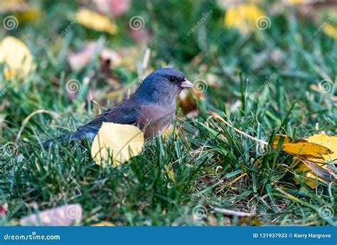 Dark Eyed Junco On A Grassy Lawn Stock Image Image Of Eyed Forest