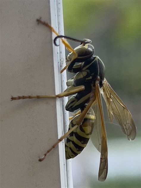 Wasp Insect Nature Free Photo On Pixabay Pixabay