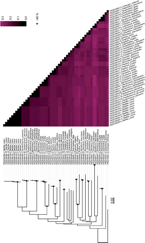 Heatmap Of Pairwise K2p Distances The Pairwise Distance Between
