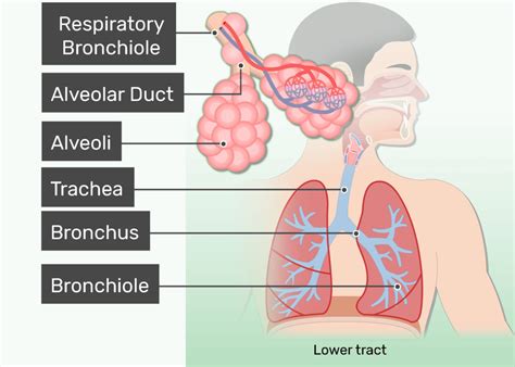 Respiratory System Diagram Alveoli