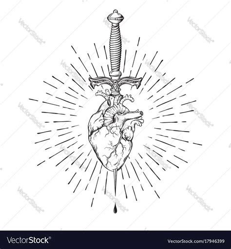 Ritual Heart With Dagger Vector Image On Vectorstock Heart Anatomy