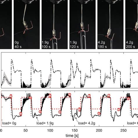 Innervated Lce Fibers A Schematic Illustration Of Core Shell 3d Download Scientific Diagram