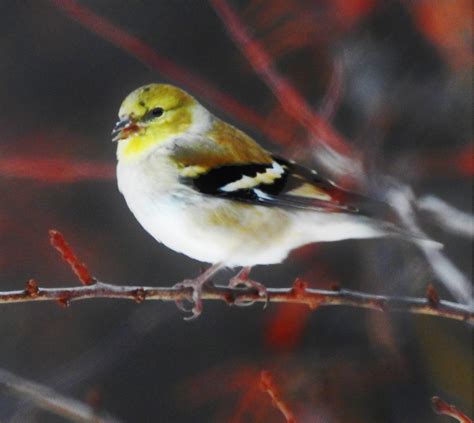 American Goldfinch Birdwatching