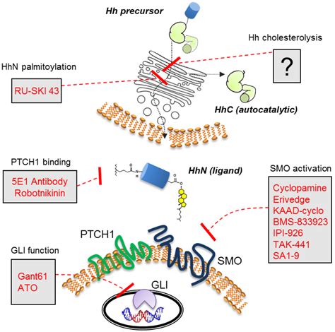 Cancers Special Issue Hedgehog Signaling Pathway In Cancer