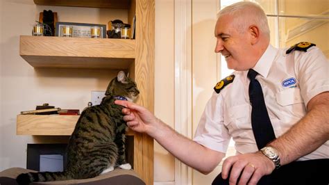 Rspca Warns Animal Abandonments At Three Year High As Unwanted Pets