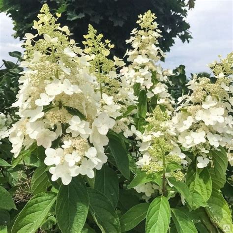 Гортеозия Куиши in 2024 | Hydrangea paniculata, Hydrangea, Plants